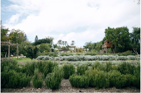 Unprecedented Israeli Trauma - A Pioneering Critical response - Beth Emet